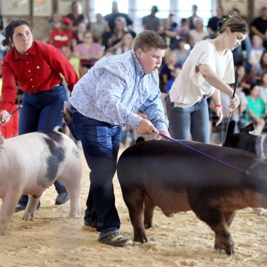 Wild Boar to Baconfest: Pigs in History and Popular Culture - The Visualist